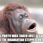 Monkey OOH Blank Meme Template - Imgflip