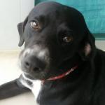 Mowgli Meme Generator - Imgflip