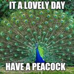 Peacock Meme Generator - Imgflip