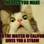Scared Cat Meme Generator - Imgflip