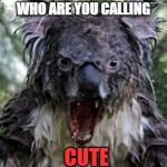 Angry Koala Blank Meme Template - Imgflip
