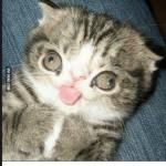 adorbs Meme Generator - Imgflip