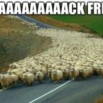 sheep Meme Generator - Imgflip