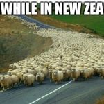 sheep Meme Generator - Imgflip