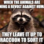 Evil Plotting Raccoon Meme Generator - Imgflip