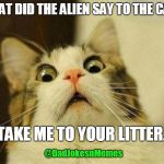 Scared Cat Meme Generator - Imgflip