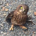 ORLY Meme Generator - Imgflip