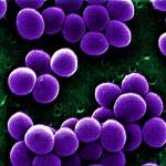 Staph Meme Generator - Imgflip