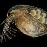 fox flea Meme Generator - Imgflip