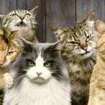 Cats Meme Generator - Imgflip