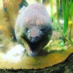 Mischievous eel Meme Generator - Imgflip