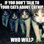 Wrong Neighboorhood Cats Meme Generator - Imgflip