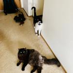 2 IT Cats Meme Generator - Imgflip