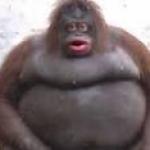 LE MONKE Meme Generator - Imgflip