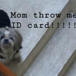 doggggg Meme Generator - Imgflip