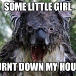 Angry Koala Blank Meme Template - Imgflip