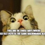 Scared Cat Meme Generator - Imgflip