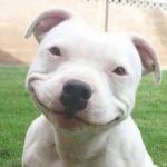 behappy Meme Generator - Imgflip