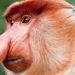 yyyyy Meme Generator - Imgflip