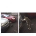 Cat Meme Generator - Imgflip