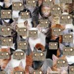 Too Many Cats Meme Generator - Imgflip