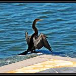 The Cormorant Meme Generator - Imgflip