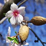 Almonds and Blossoms Meme Generator - Imgflip