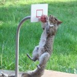Squirrel basketball Meme Generator - Imgflip