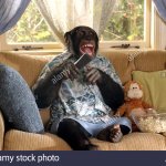 monke Meme Generator - Imgflip