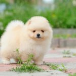 Floof Meme Generator - Imgflip