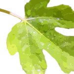Fig leaf Meme Generator - Imgflip