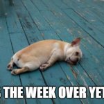 tired dog Meme Generator - Imgflip