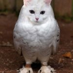 kot sowa Meme Generator - Imgflip