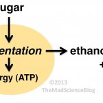 Fermentation Meme Generator - Imgflip
