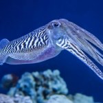 noble cuttlefish Meme Generator - Imgflip