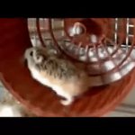 Hamster meme Meme Generator - Imgflip