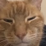 tf Meme Generator - Imgflip