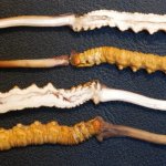 Cordyceps sliced in half Meme Generator - Imgflip