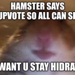 facetime hamster Meme Generator - Imgflip