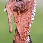 Felis dia del chumpipe! Meme Generator - Imgflip