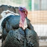 Felis dia del chumpipe Meme Generator - Imgflip