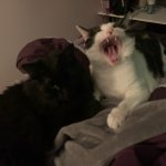 telly cat Meme Generator - Imgflip