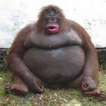 Le monke Meme Generator - Imgflip