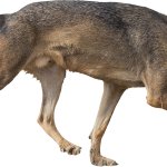Coyote Meme Generator - Imgflip
