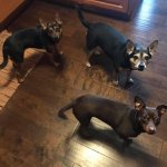 Dogs Meme Generator - Imgflip