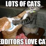 Two cats fighting for real Meme Generator - Imgflip