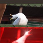 Screaming bird Meme Generator - Imgflip
