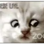 I'm Not a Cat Meme Generator - Imgflip