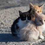 tnr Meme Generator - Imgflip