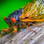 Cicada Meme Generator - Imgflip
